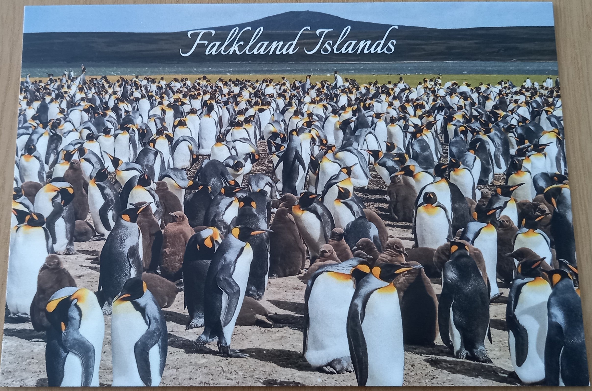 King Penguins Crowded Colony Postcard | Falkland Island Tourist Board
